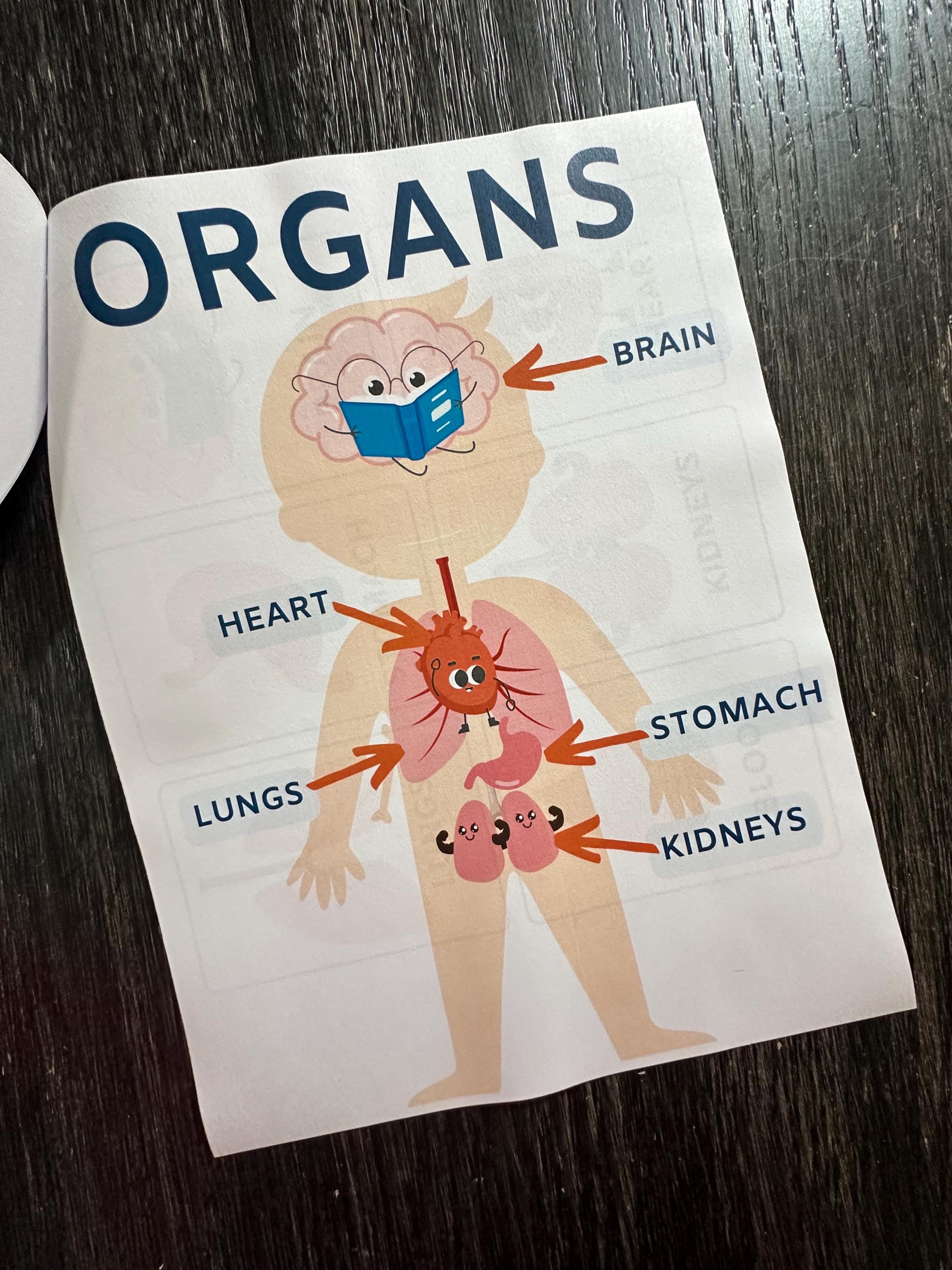 Preschool Body Parts & Anatomy Learning Resource - Etsy