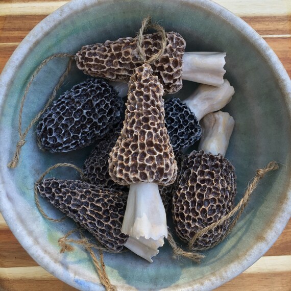 Gray Morel Mushrooms