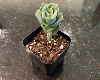 Graptoveria Lovely Rose - Etsy