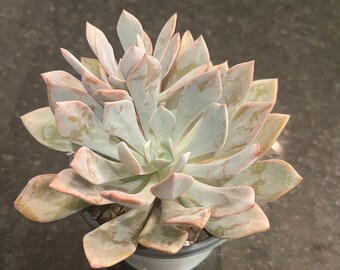Graptoveria Debbie - Etsy UK