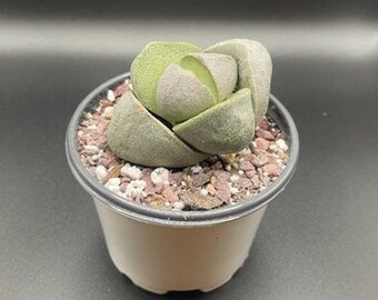 Split Rock Pleiospilos Nelii Mimicry Succulents - Etsy