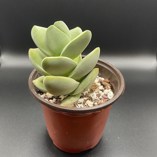 Crassula Ivory Tower Succulent Plant - Etsy