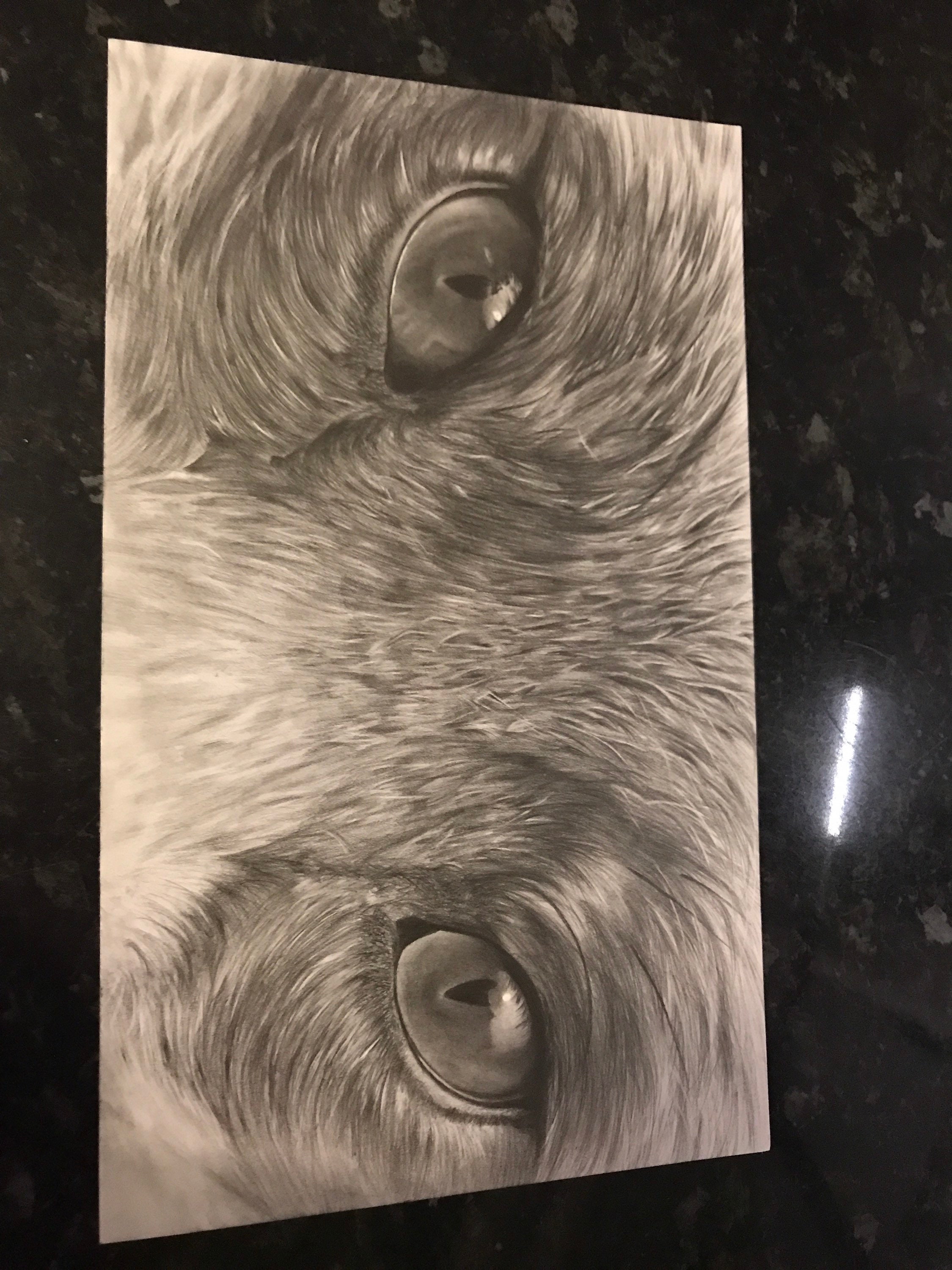 Fox Eye Drawing Pencil Drawing original 8x 5 Great - Etsy