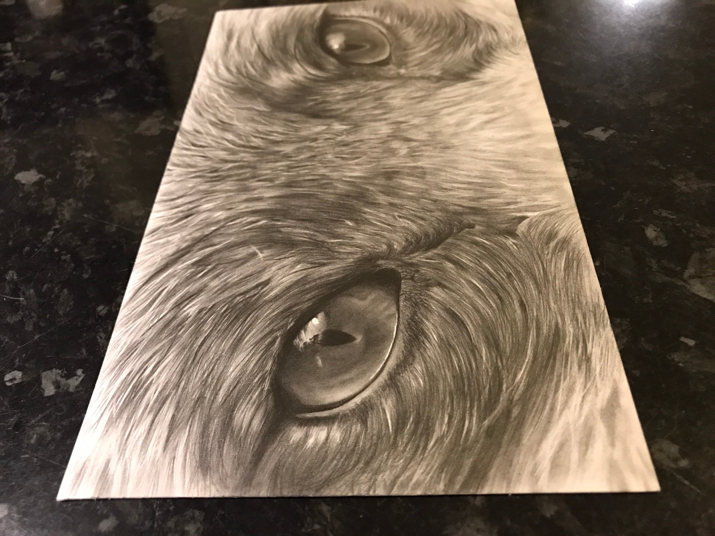 Fox Eye Drawing Pencil Drawing original 8x 5 Great - Etsy