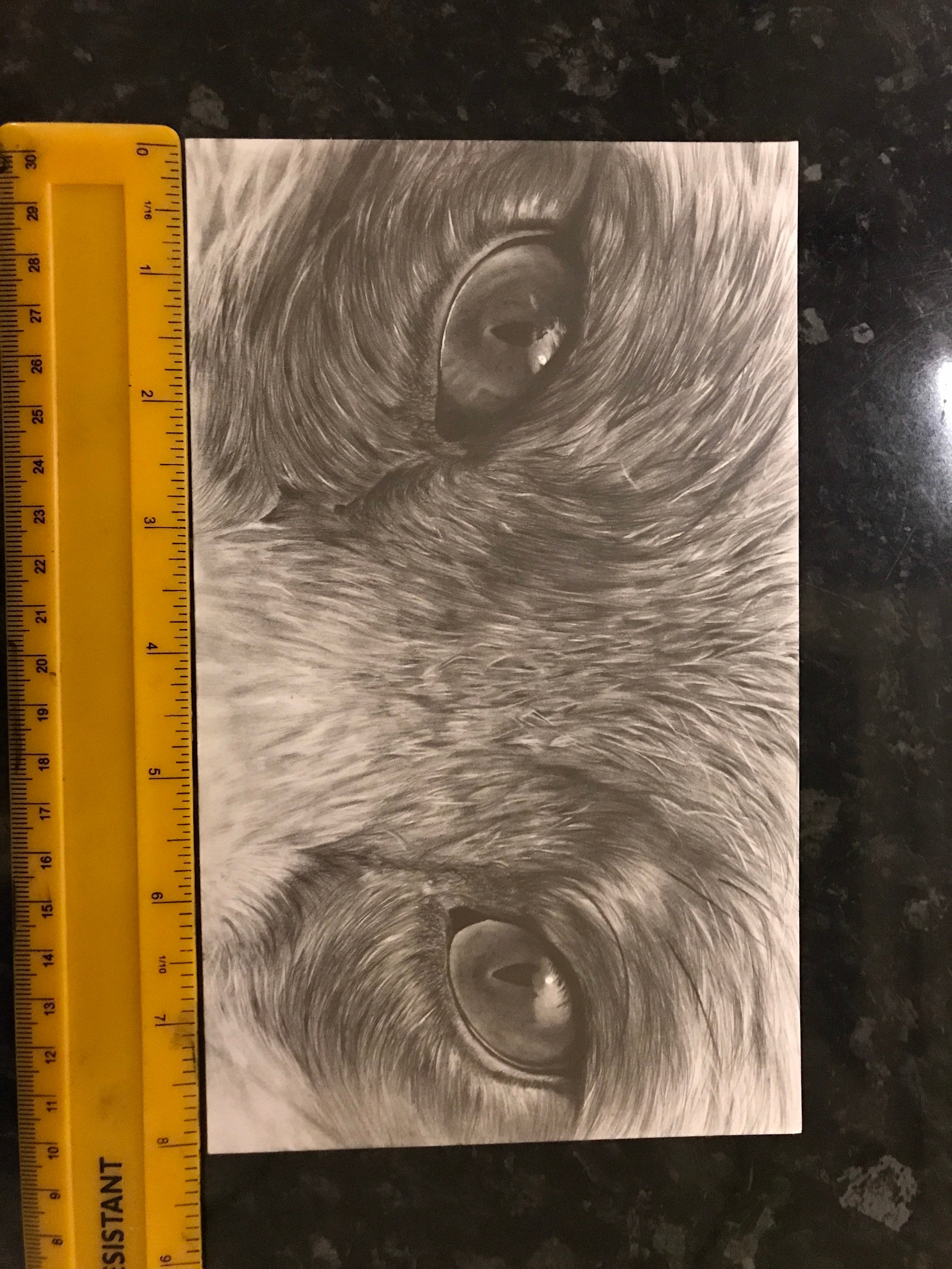 Fox Eyes Drawing