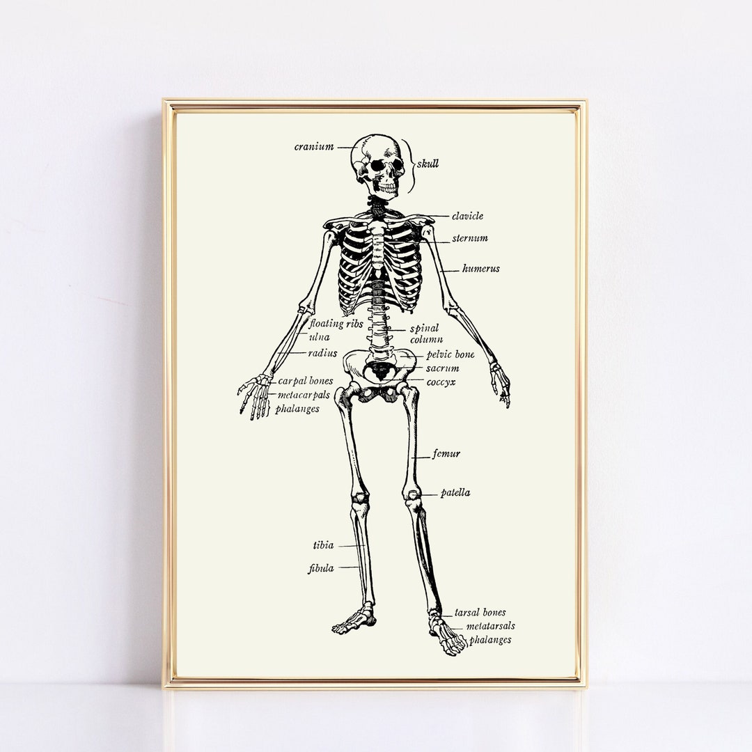Printable Halloween Wall Decor, Skeleton Anatomy Art, Vintage Prints ...