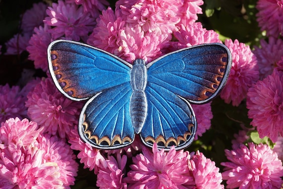 Karner Blue Butterfly