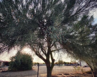 Palo Verde Tree Seeds - Etsy