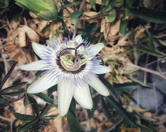 Passiflora Colinvauxii - Etsy