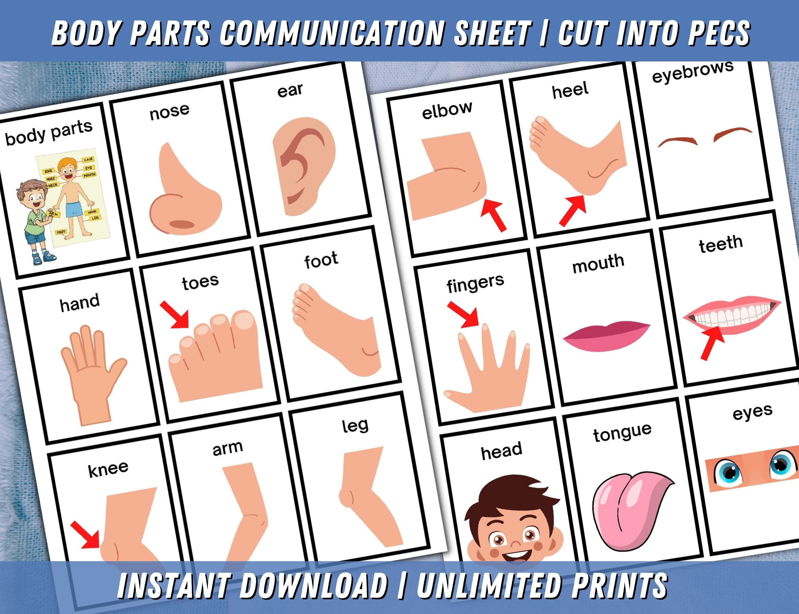 Body Parts Printable Body Parts Pecs Communication Cards - Etsy