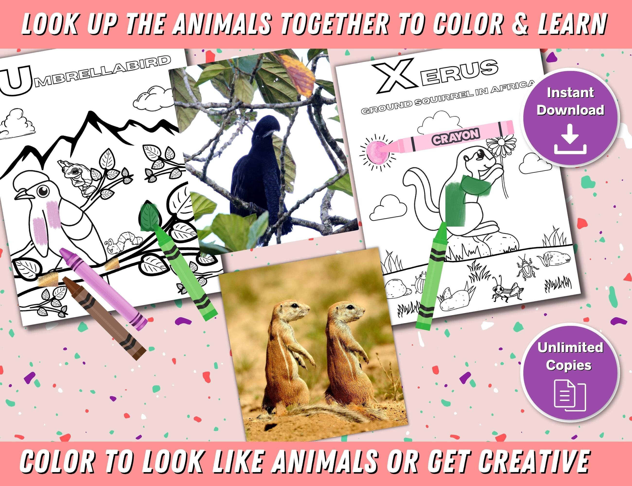 Printable Kids Coloring Pages ABC Coloring Animal Alphabet - Etsy