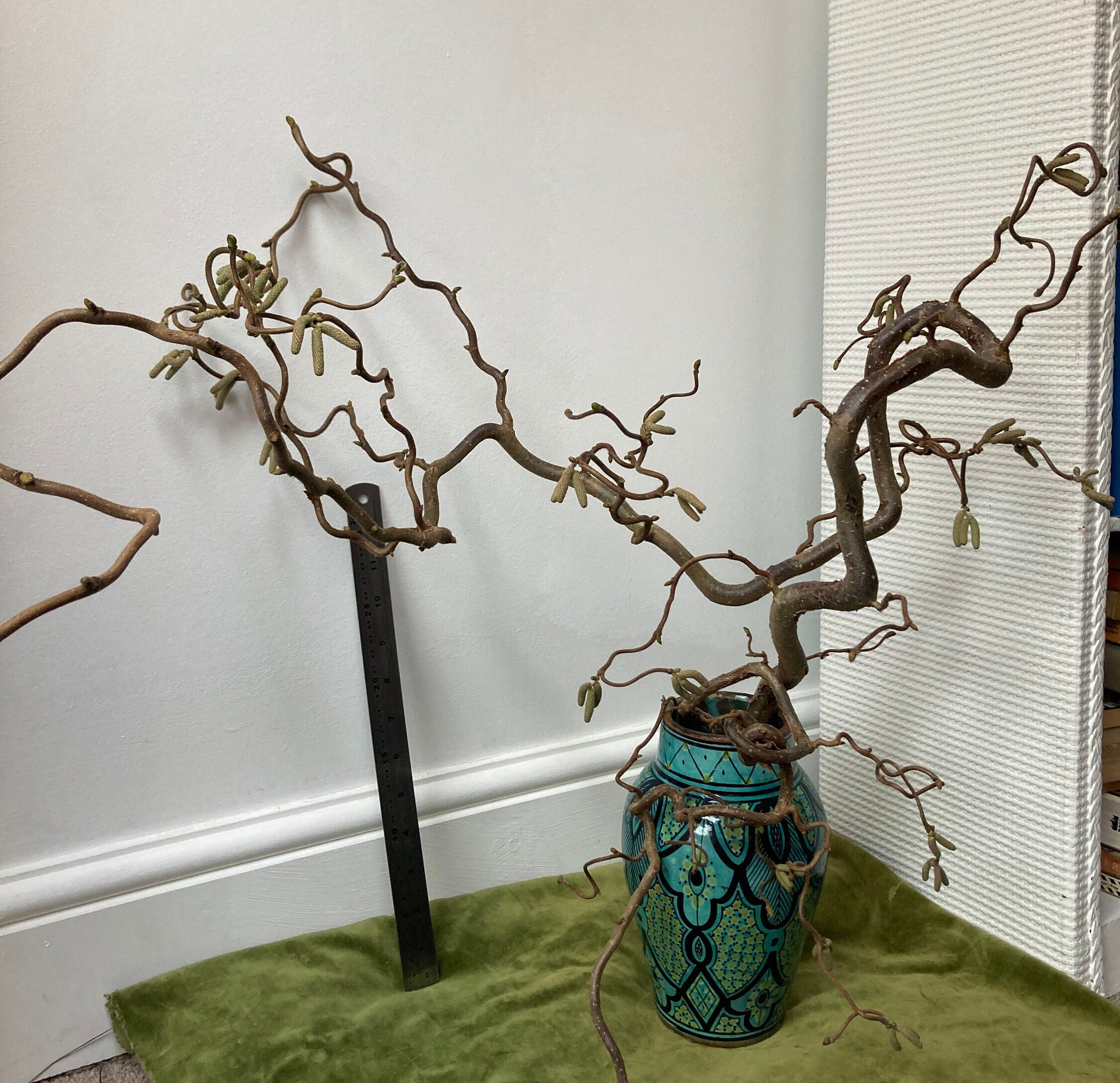 Corylus Branches. Twisted Hazel Curly Twigs Wabi Sabi Decor Easter ...