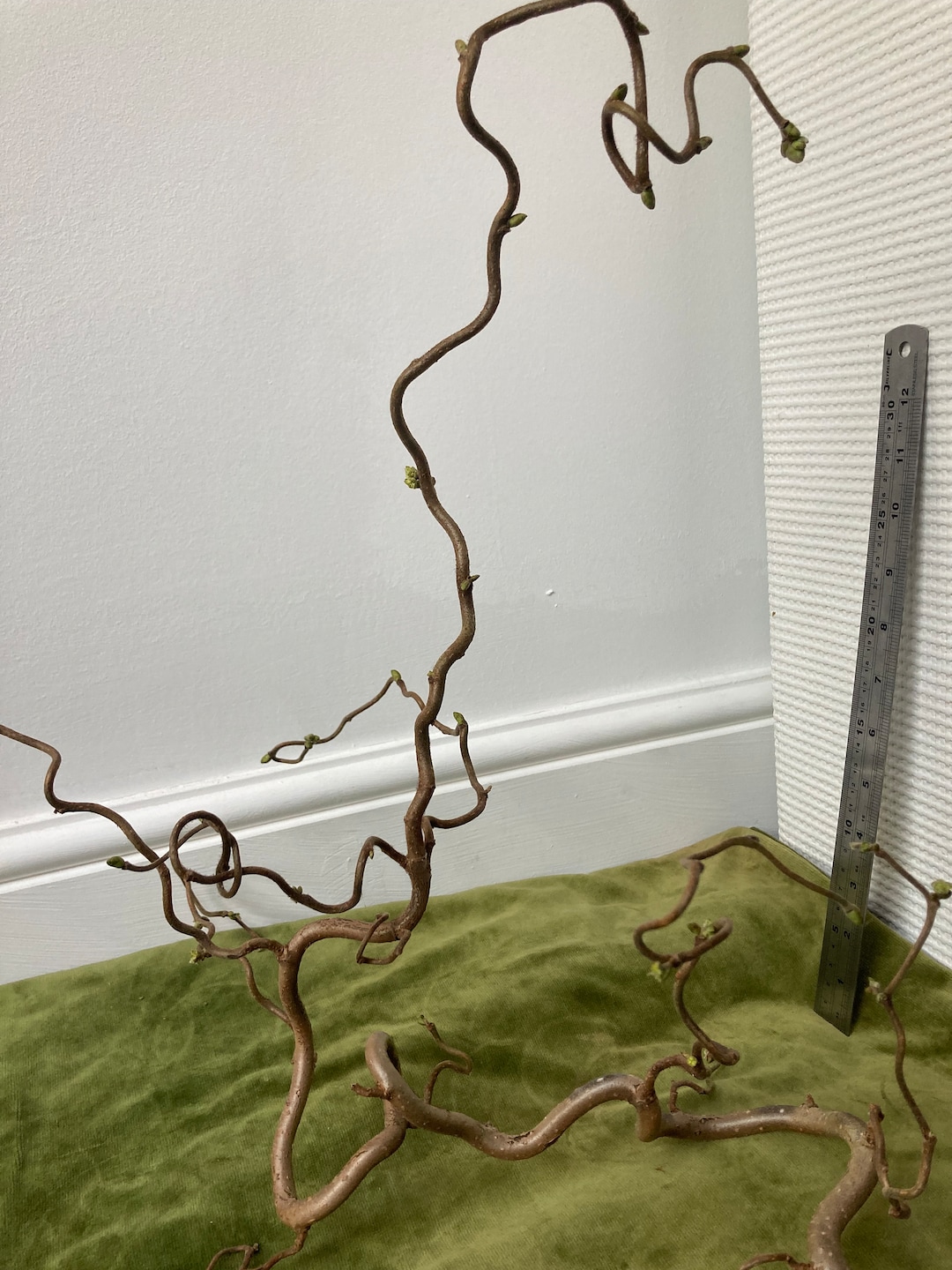 Corylus Branches. Twisted Hazel Curly Twigs Wabi Sabi Decor Easter ...