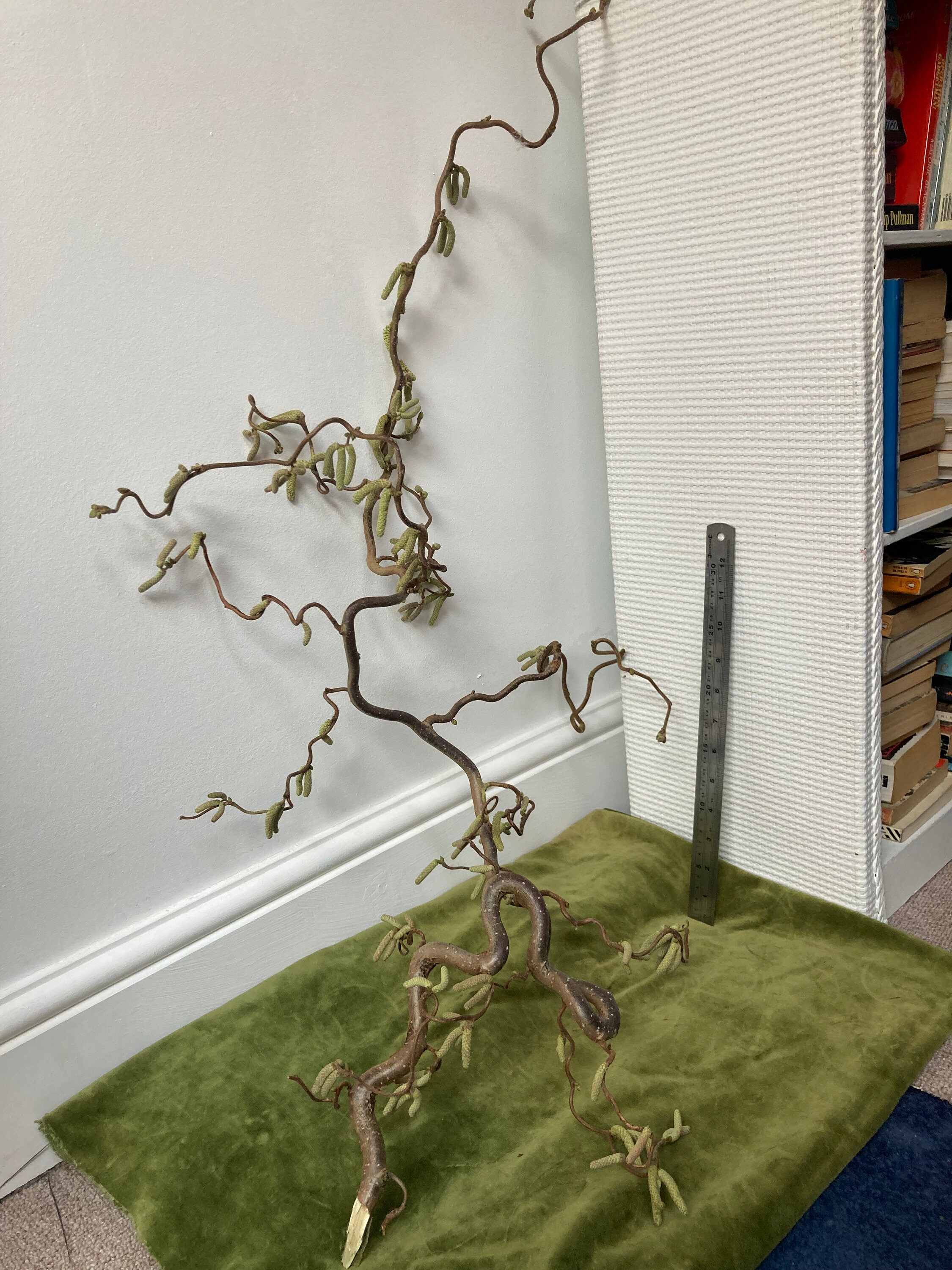 Corylus Branches. Twisted Hazel Curly Twigs Wabi Sabi Decor Easter ...