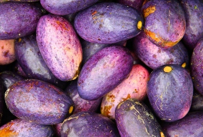 Ube/safou/atanga/african Plum/butternut Tree/bush Pear by Sisi Elede - Etsy