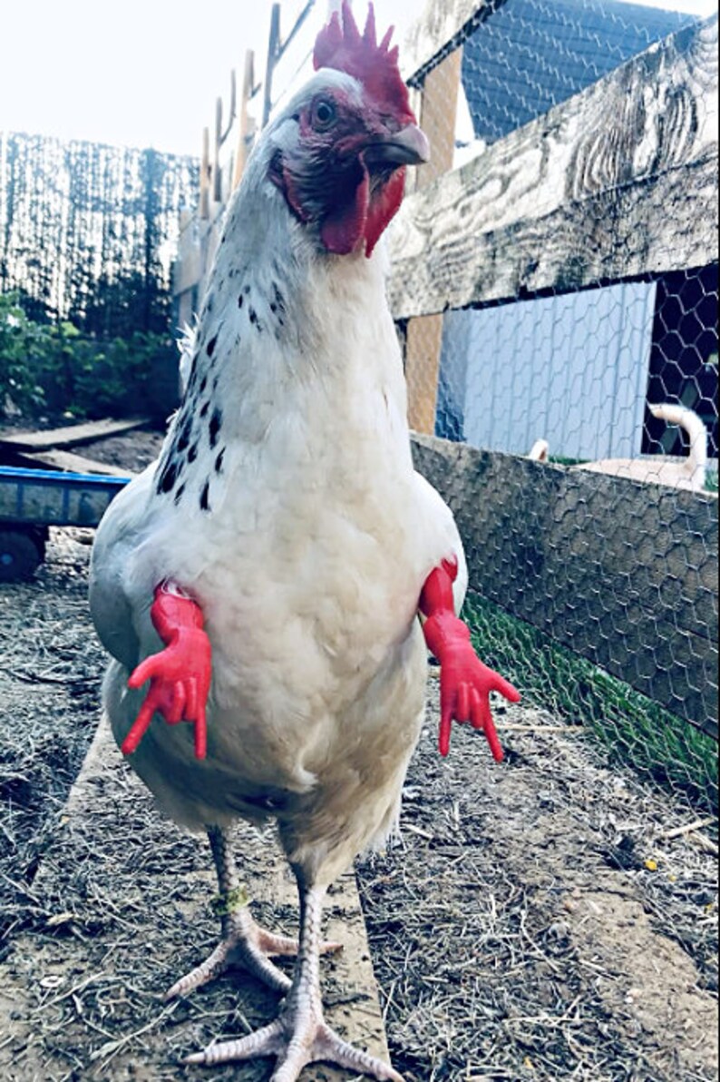 Spidey Cluck Super Chicken Arms - Etsy