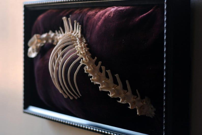 Thunder-dog Spine Skeletal Display - Etsy