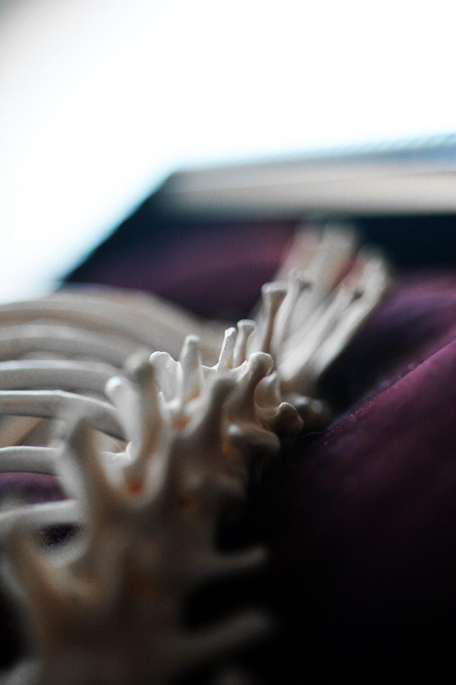 Thunder-dog Spine Skeletal Display - Etsy