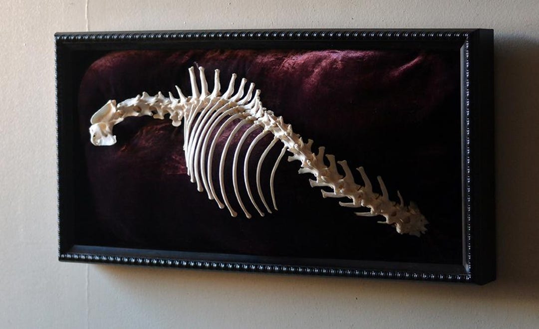 Thunder-dog Spine Skeletal Bone Display - Etsy Canada