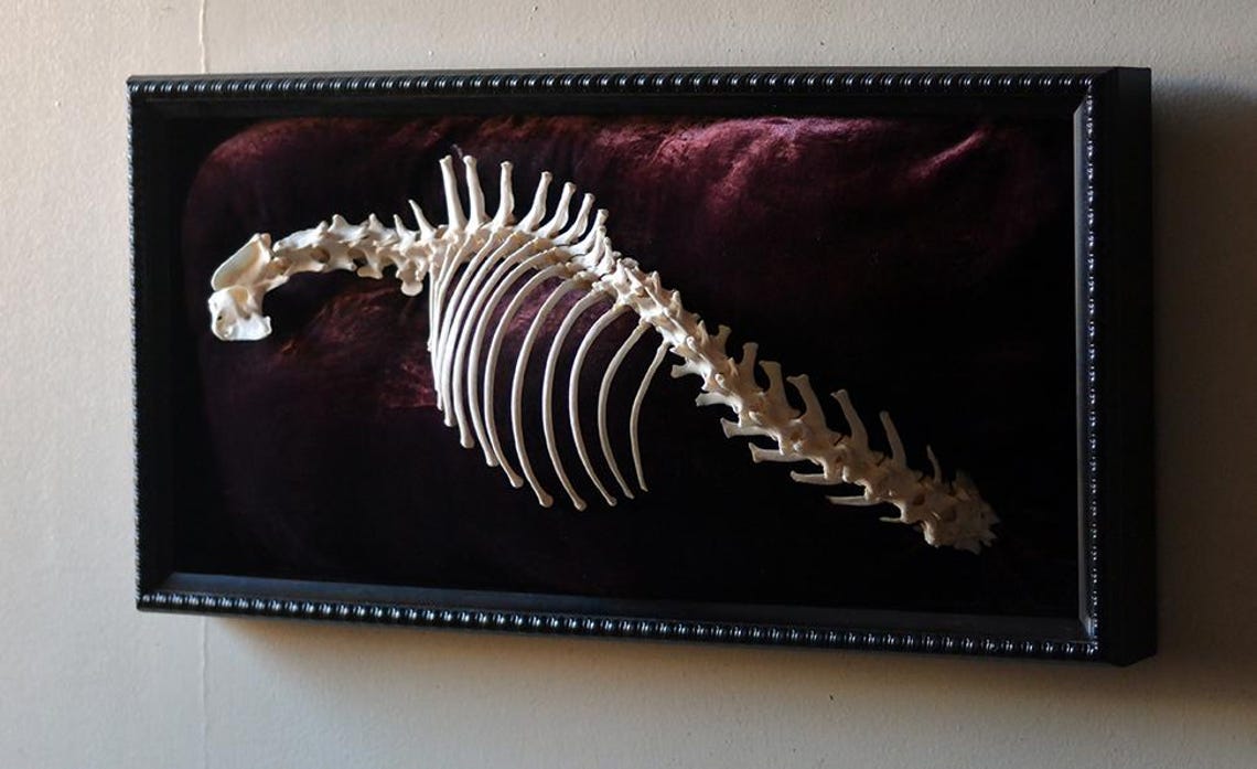 Thunder-dog Spine Skeletal Display - Etsy