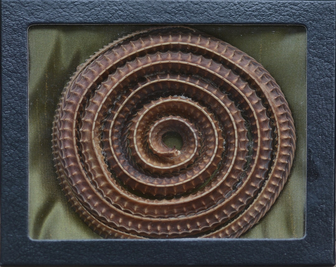 Preserved Snake Coil in Riker Mount - Etsy