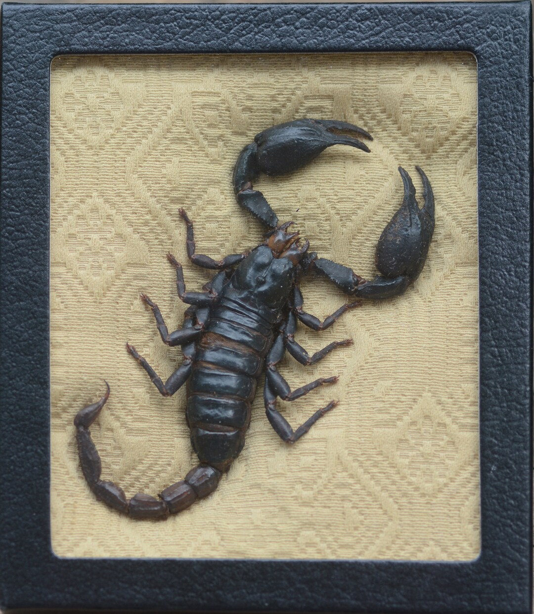 Scorpio Mounted Black Asian Forest Scorpion - Etsy
