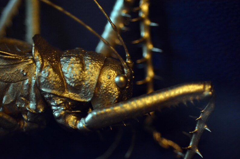 I've Got a Golden Cricket! - Etsy