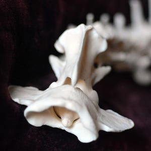 Thunder-dog Spine Skeletal Display - Etsy
