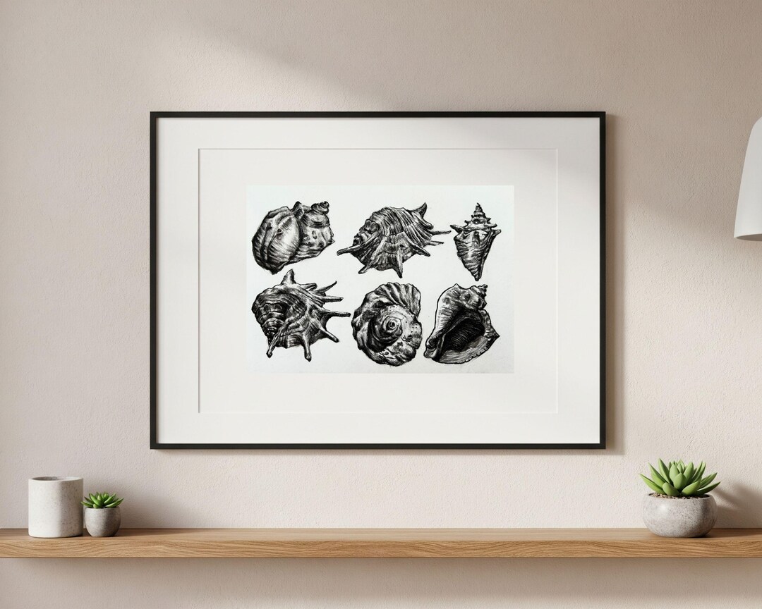 Original Seashell Charcoal Drawing - A4 Size - Handmade Black and White ...