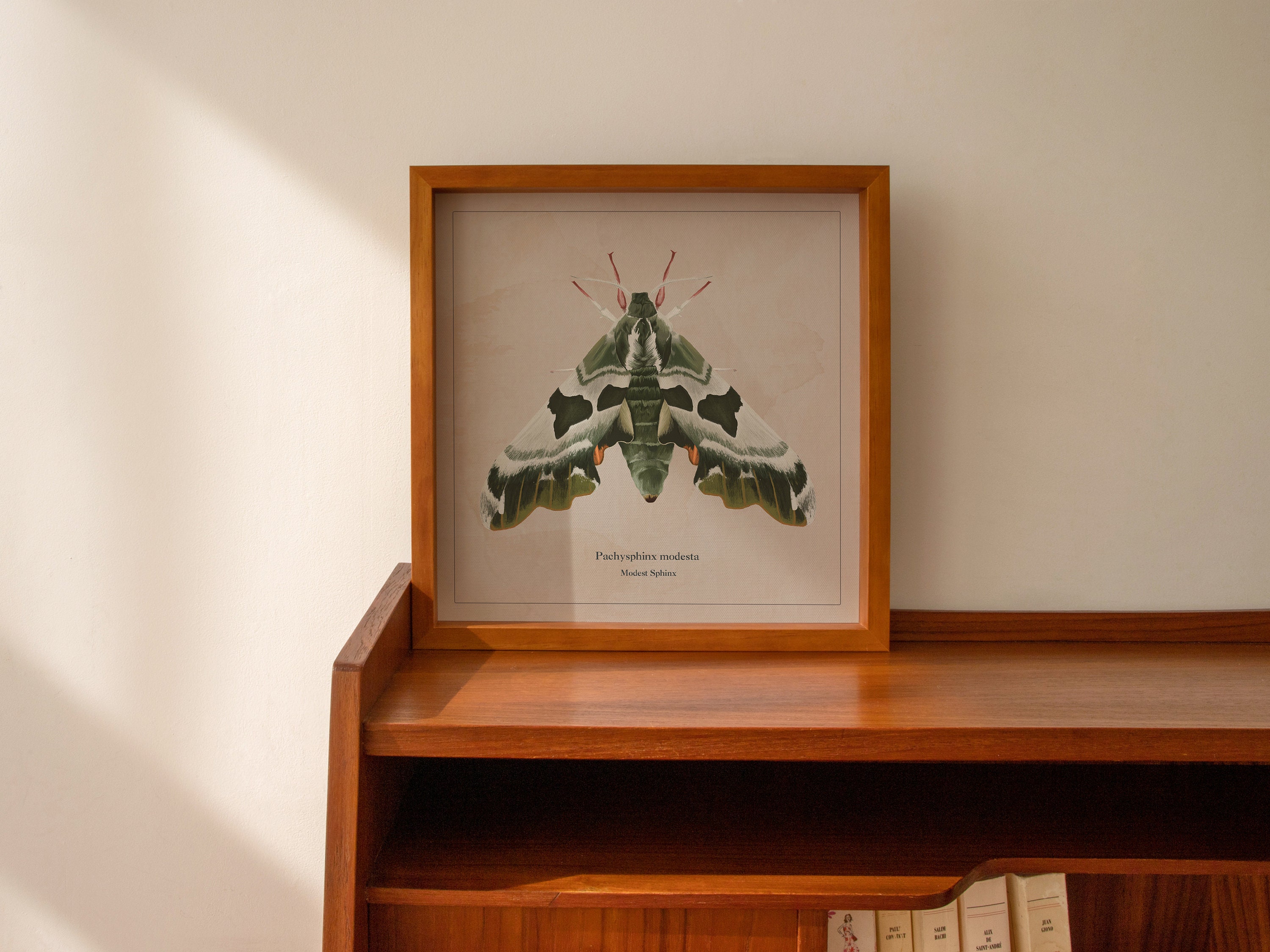 Modest Sphinx Moth Art Print 12x12 - Etsy
