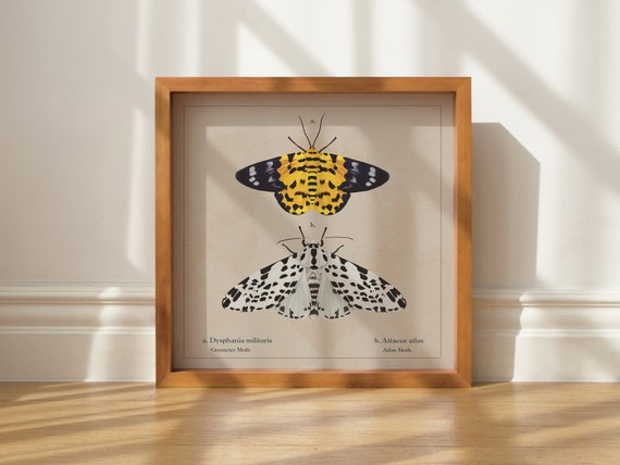 Geometer & Atlas Moth Identification Original Art Print - Etsy