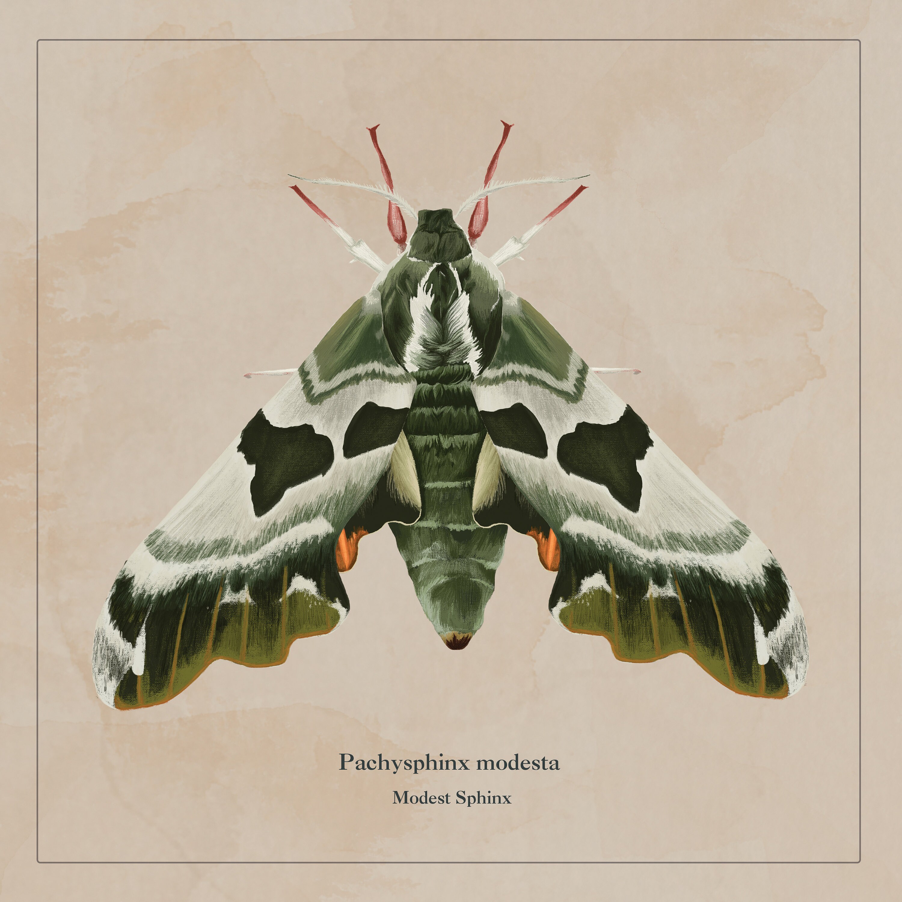 Modest Sphinx Moth Art Print 12x12 - Etsy