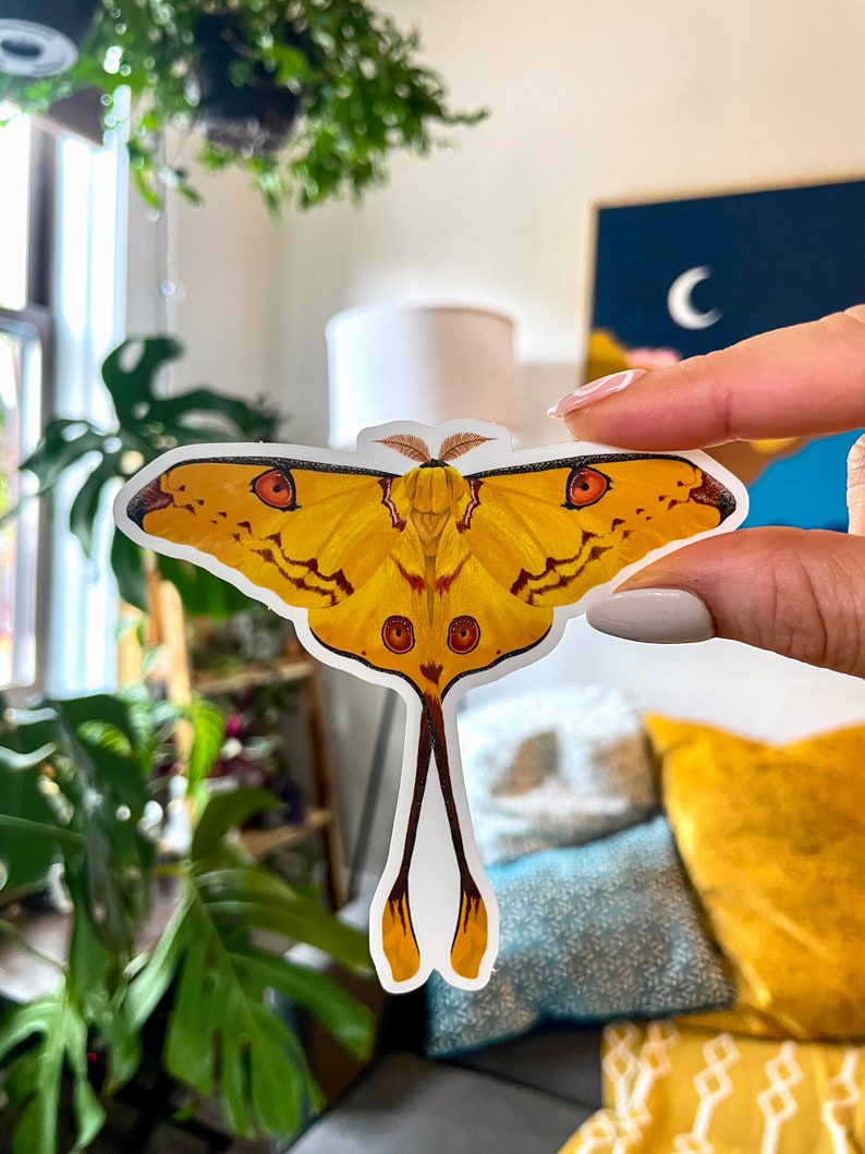 Comet Moth Vinyl Sticker 4x4 Inches Original Artwork - Etsy