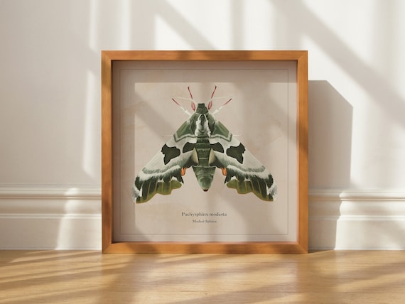Modest Sphinx Moth Art Print 12x12 - Etsy