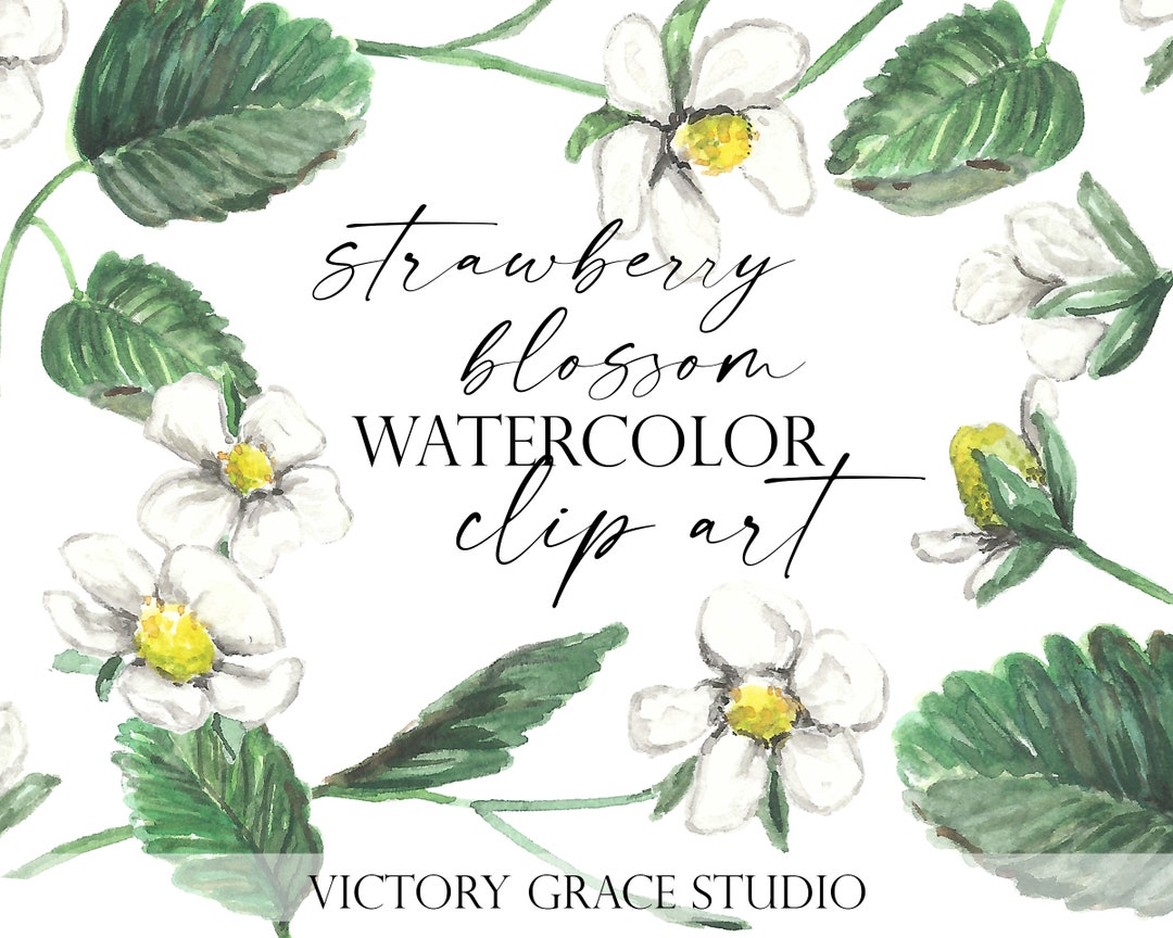 Strawberry Blossoms Watercolor Digital Clipart, Strawberry Flowers and ...
