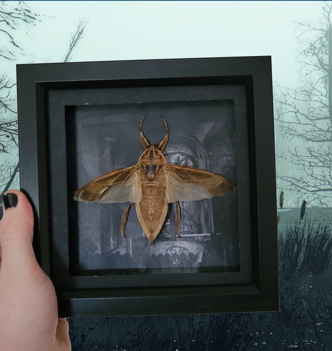 Thai Giant Water Bug Taxidermy Frame on a Cult Themed Background - Etsy