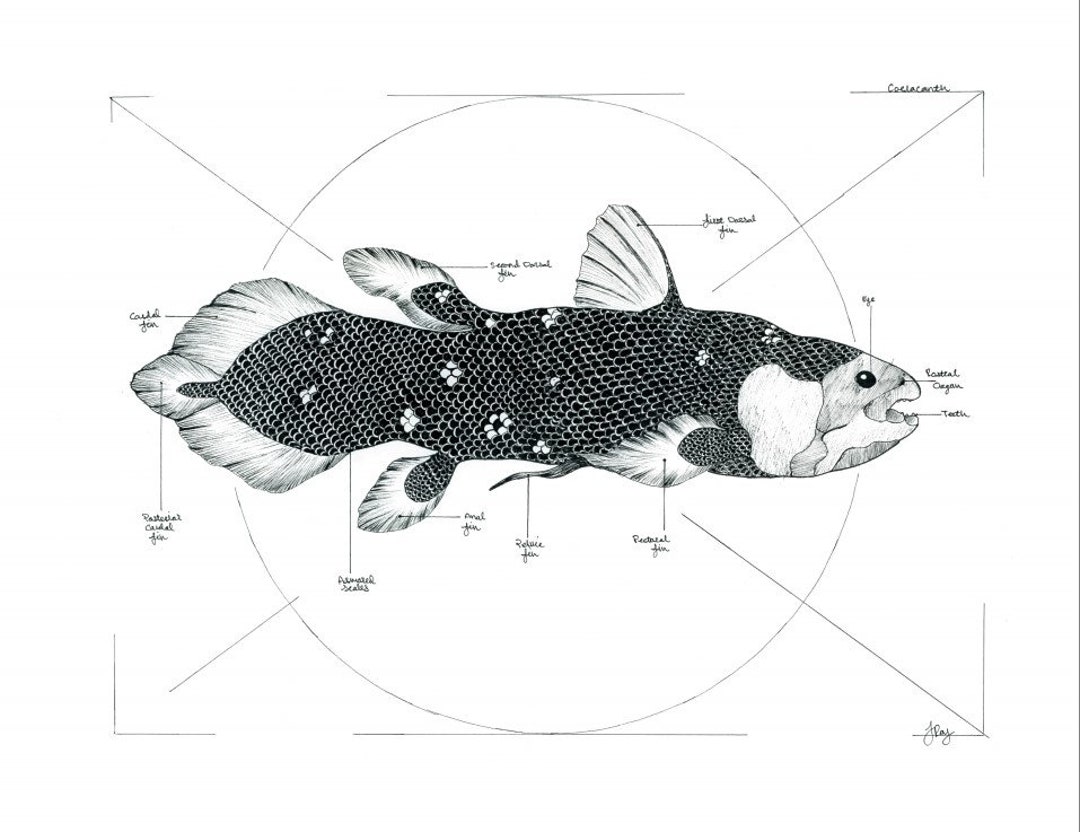 Scientific Drawing: Coelacanth print - Etsy