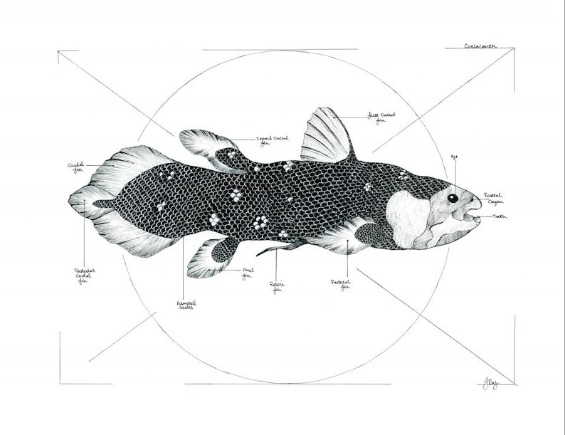 Scientific Drawing: Coelacanth print - Etsy