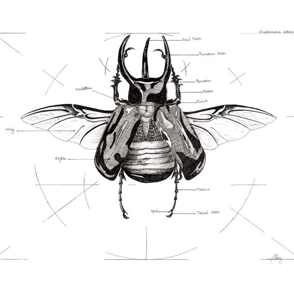 Atlas Beetle - Etsy