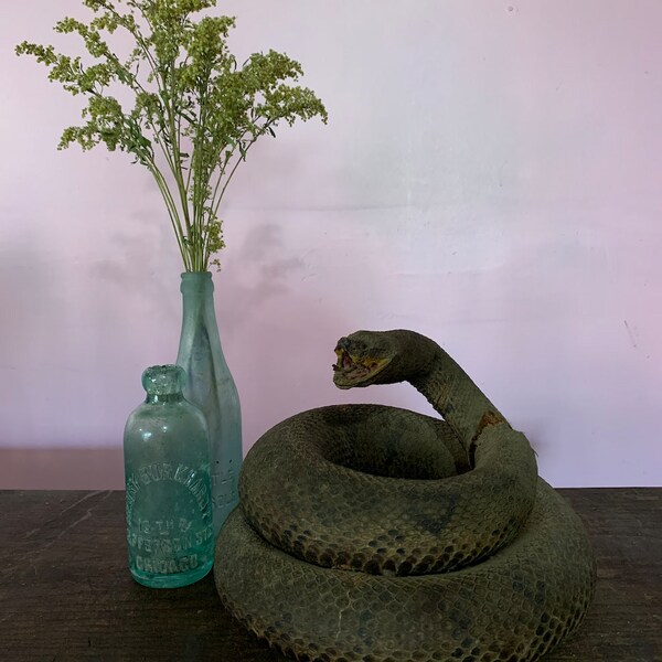 Taxidermy Snake - Etsy