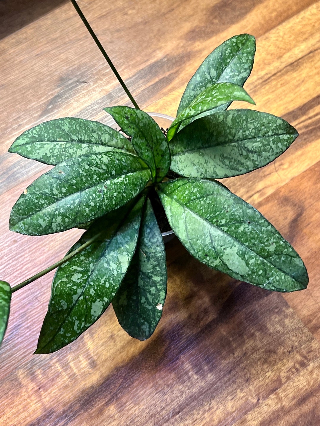 Hoya Crassipetiolata Splash - Etsy