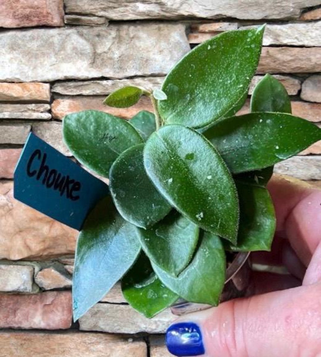 Hoya Cv. Chouke - Etsy
