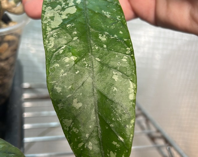 Hoya Sp. Aceh gayo Leus - Etsy