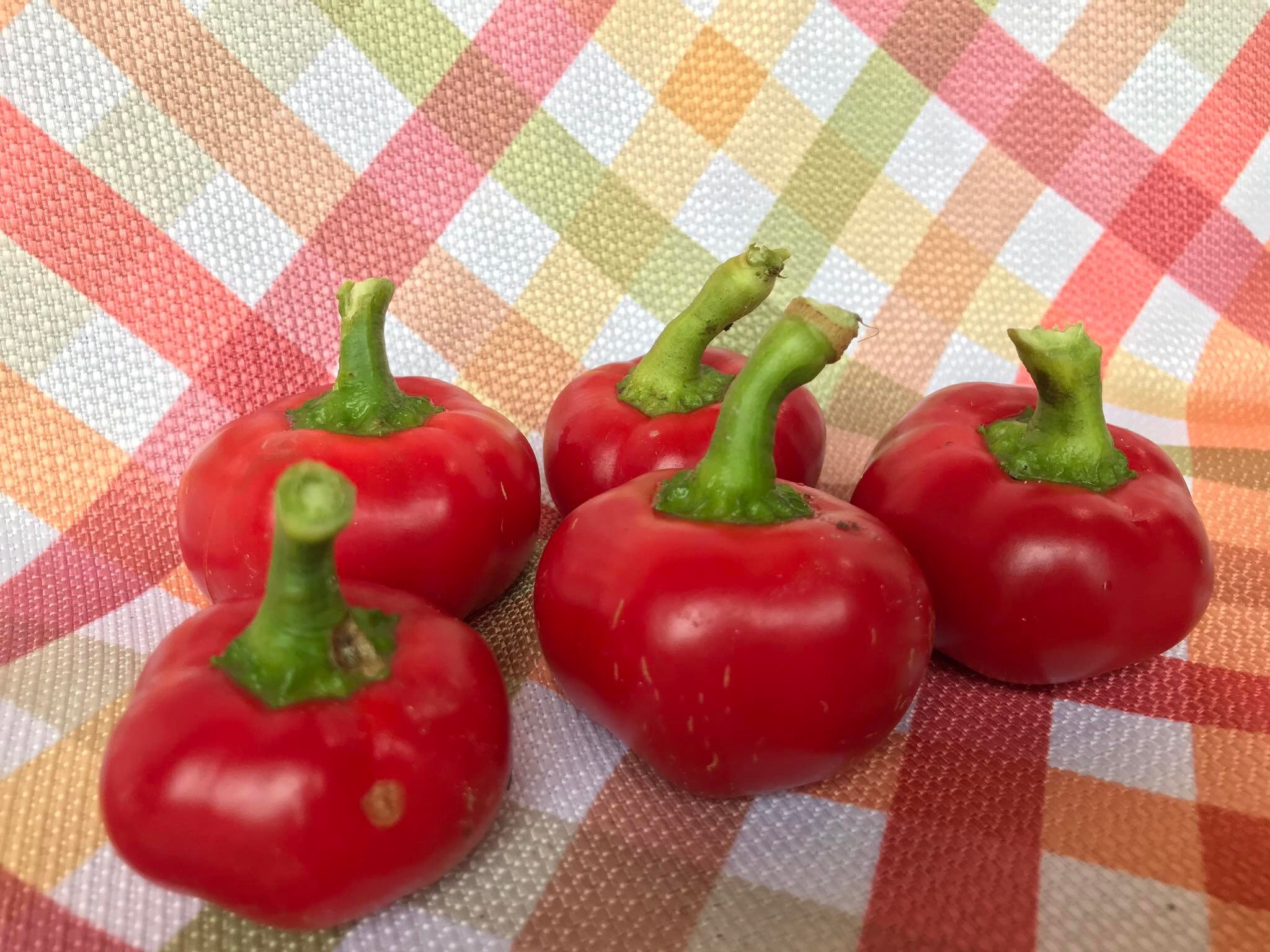 Homemade Fresh Cherry Bomb Pepper Powder - Etsy
