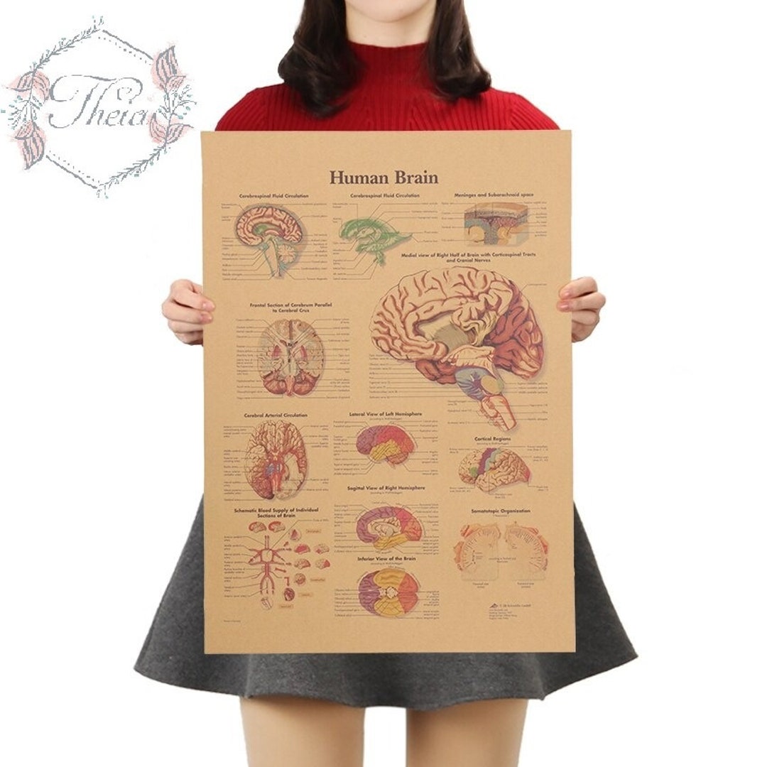 Human Brain Anatomy Vintage Retro Kraft Paper Poster - Etsy Australia