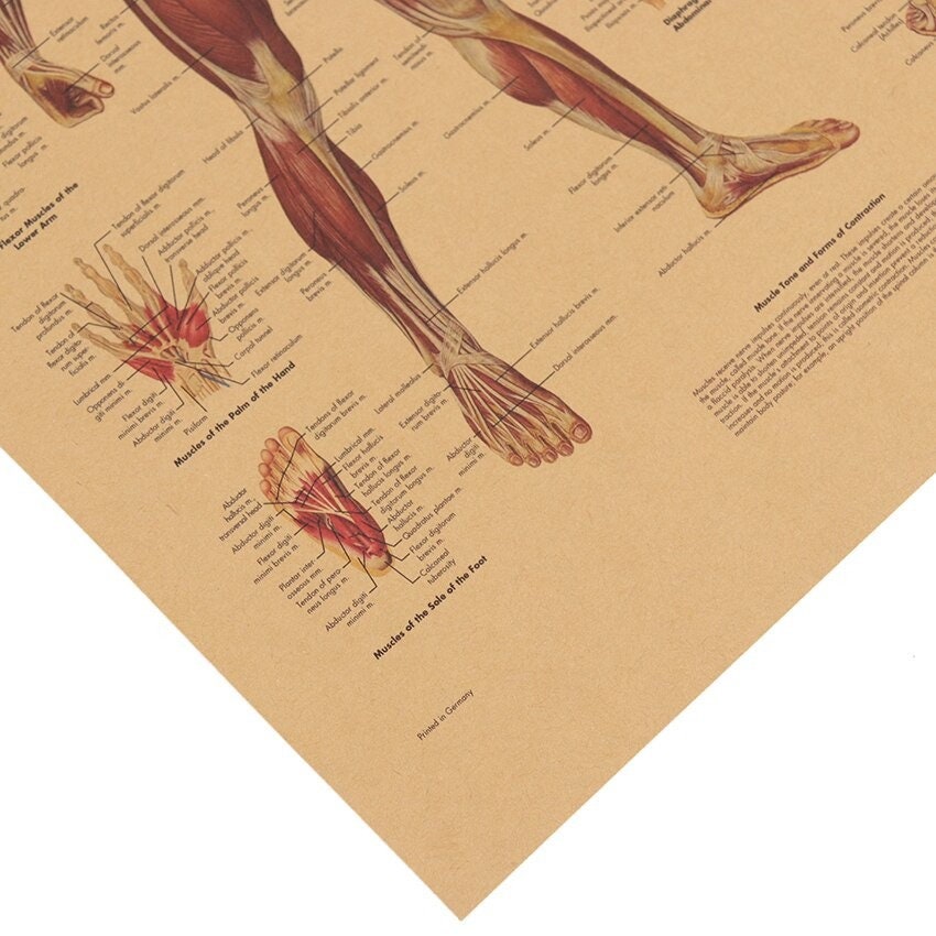 La musculatura humana Vintage Retro Kraft Paper Póster - Etsy México