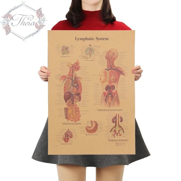 The Lymphatic System: A Comprehensive Visual Guide PDF HQ FILE - Etsy ...