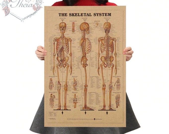 Vintage Skeleton Poster Vintage Anatomy Print Curiosity - Etsy