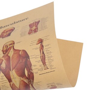 The Human Musculature Vintage Retro Kraft Paper Poster - Etsy