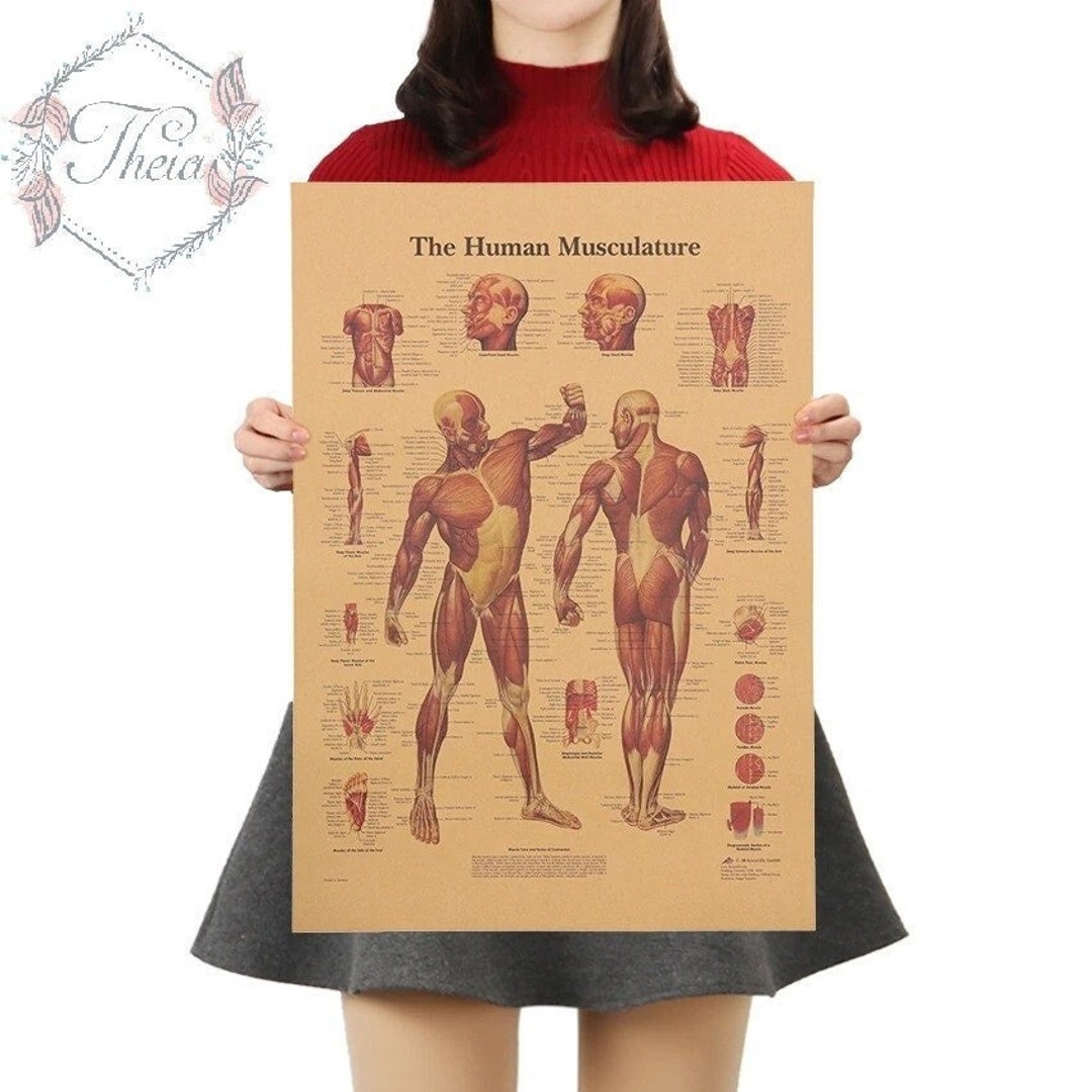The Human Musculature Vintage Retro Kraft Paper Poster - Etsy